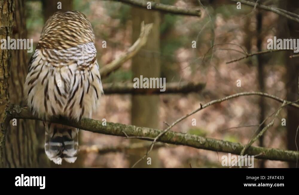 Owl looking back Stock Videos & Footage - HD and 4K Video Clips - Alamy