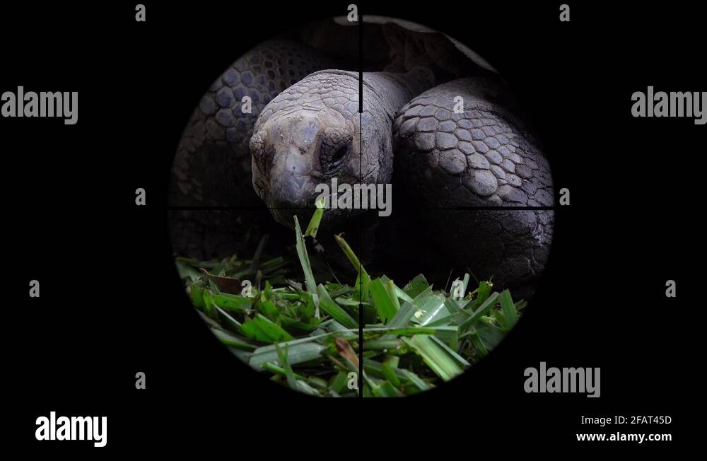 Galapagos giant tortoise chelonoidis nigra Stock Videos & Footage - HD ...