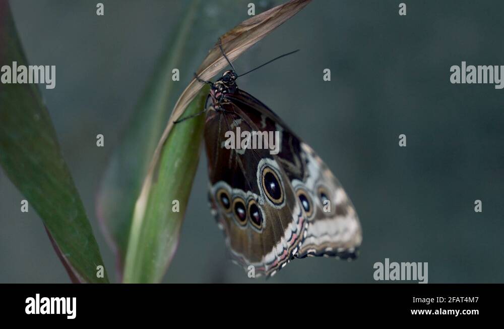 Big butterfly wings Stock Videos & Footage - HD and 4K Video Clips - Alamy