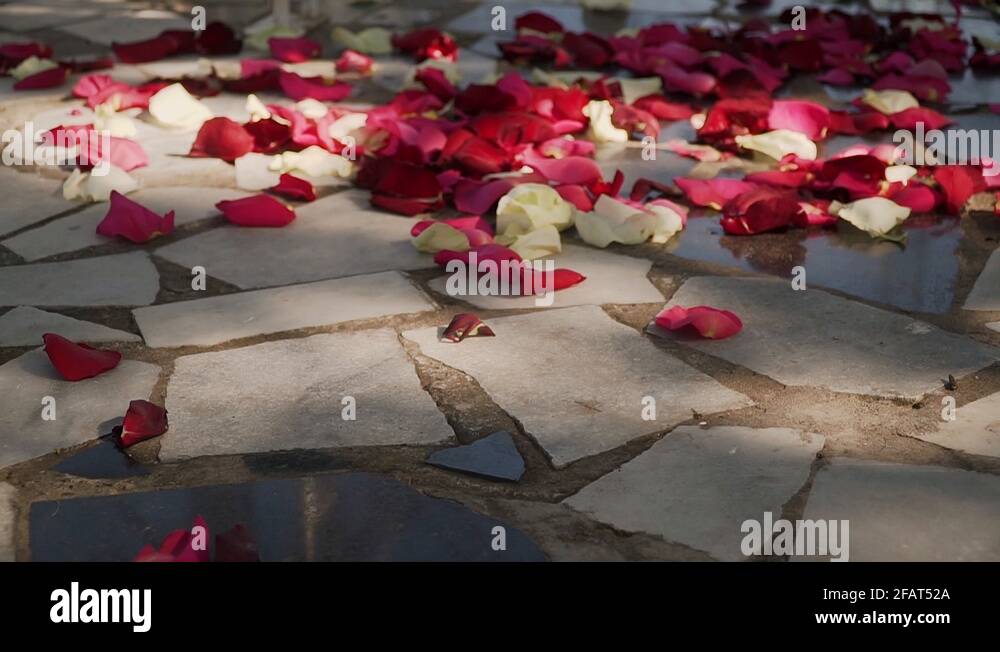 Flower and asphalt Stock Videos & Footage - HD and 4K Video Clips - Alamy