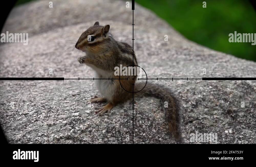 Chipmunk (Tamias) Seen in Gun Rifle Scope. Wildlife Hunting. Poaching ...