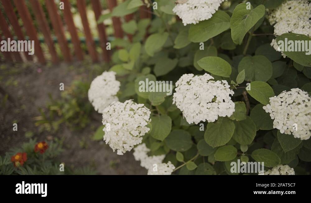 Hydrangea garden hydrangea garden border Stock Videos & Footage - HD ...