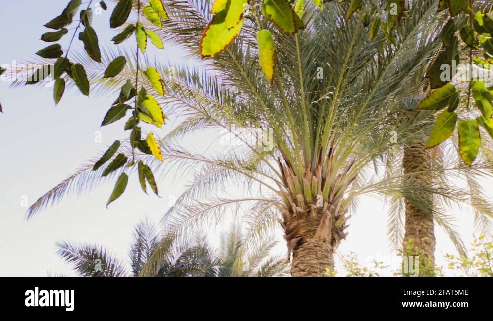 Egypt palm trees Stock Videos & Footage - HD and 4K Video Clips - Alamy