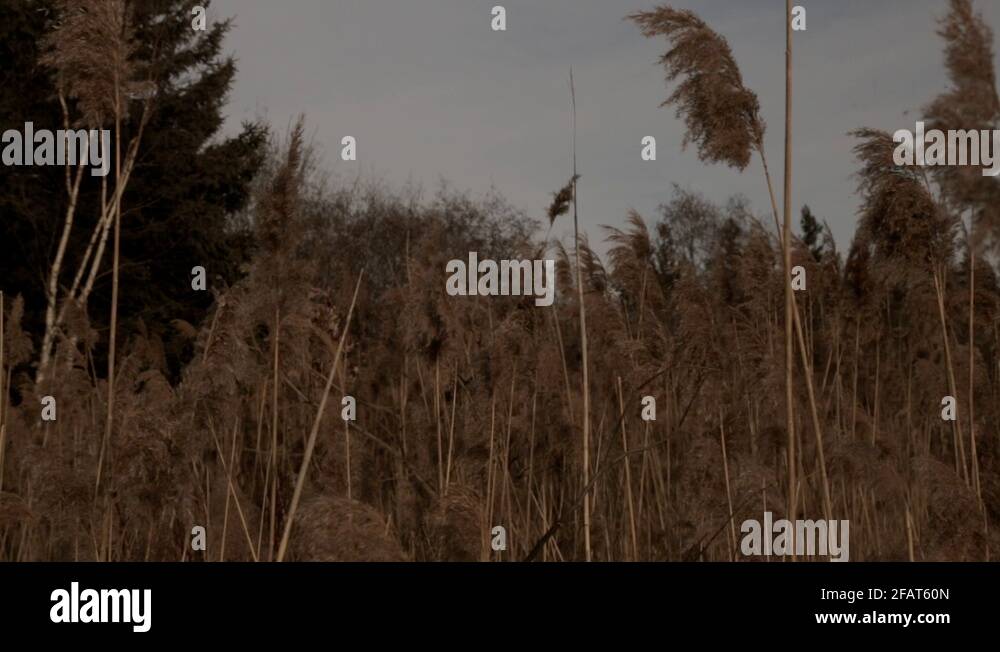 Blowing cat Stock Videos & Footage - HD and 4K Video Clips - Alamy