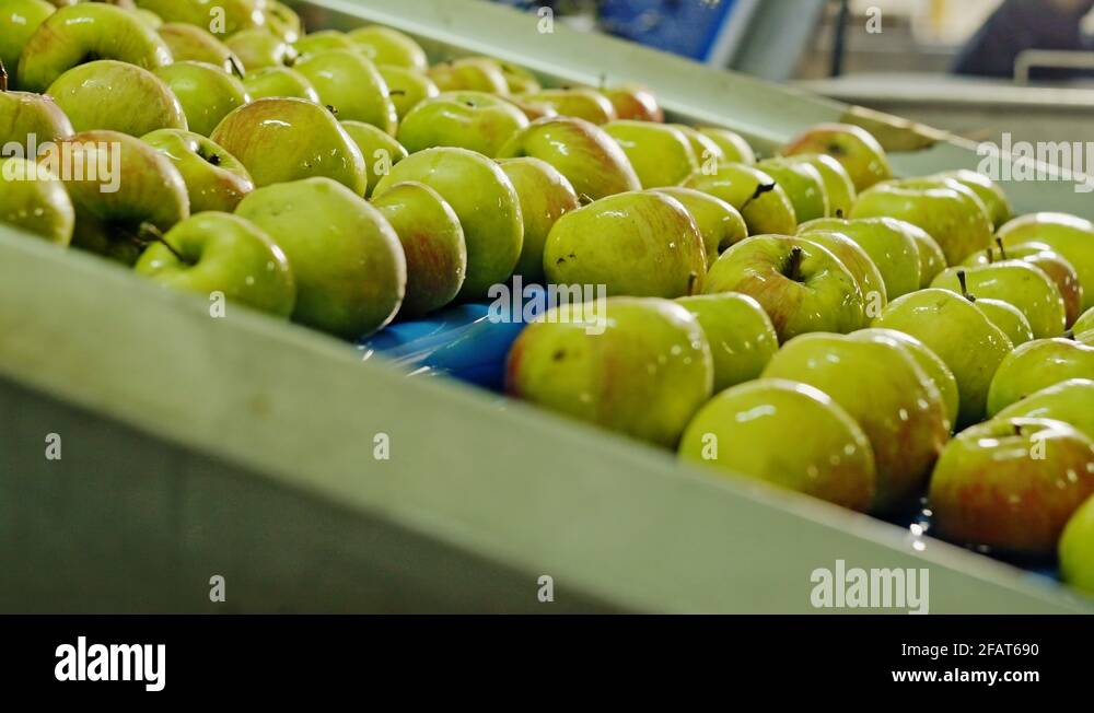 Fruit plant in tub Stock Videos & Footage - HD and 4K Video Clips - Alamy