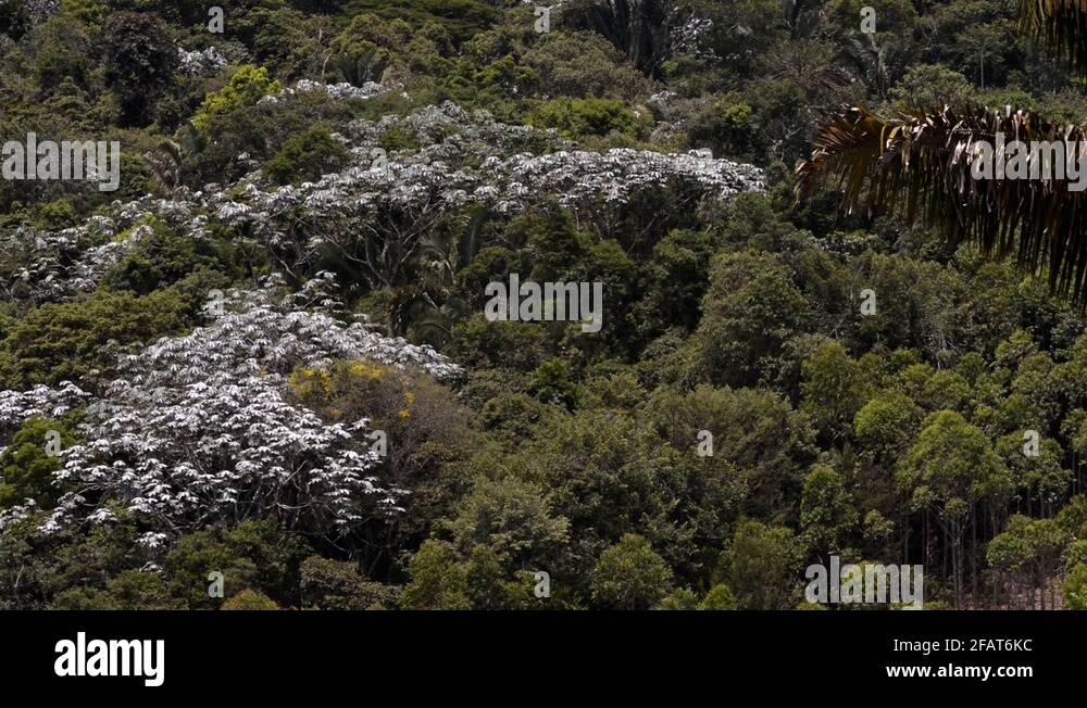Atlantic forest biome Stock Videos & Footage - HD and 4K Video Clips ...