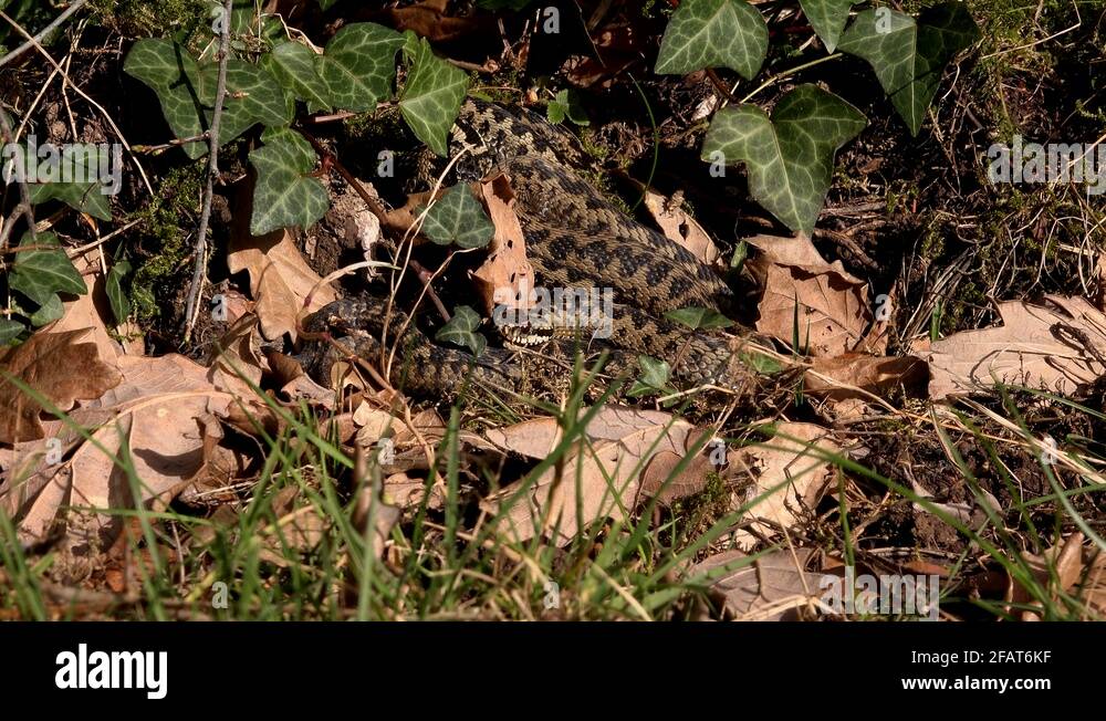 Adder snake in the wild two together England UK 4K Stock Video Footage ...