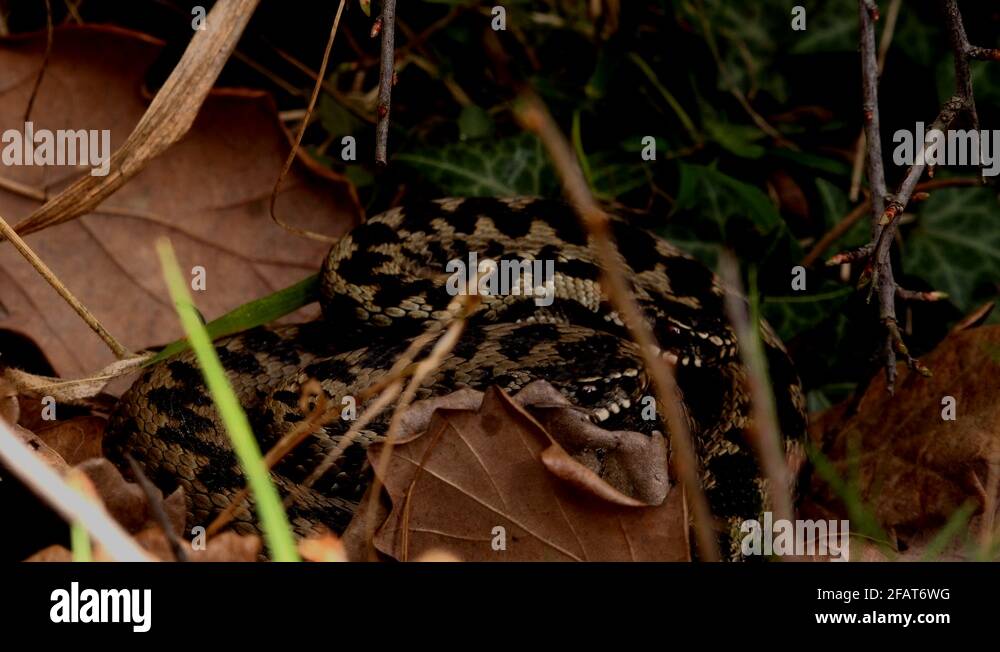 Two species of snakes together Stock Videos & Footage - HD and 4K Video ...