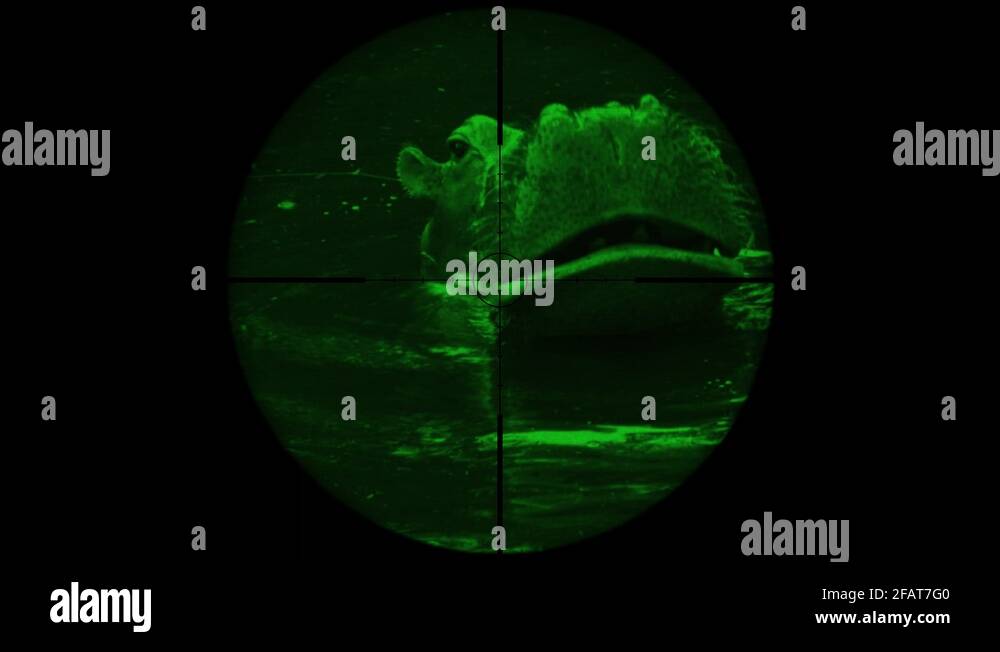 Common Hippopotamus (Hippopotamus Amphibius) Seen in Gun Rifle Scope ...