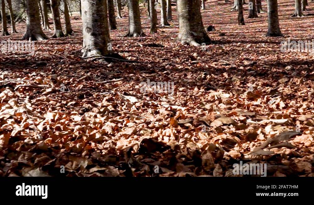 Dried tree leaves Stock Videos & Footage - HD and 4K Video Clips - Alamy