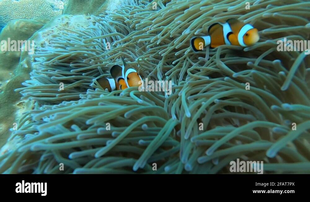 Clownfish swimming near an anemone Stock Videos & Footage - HD and 4K ...