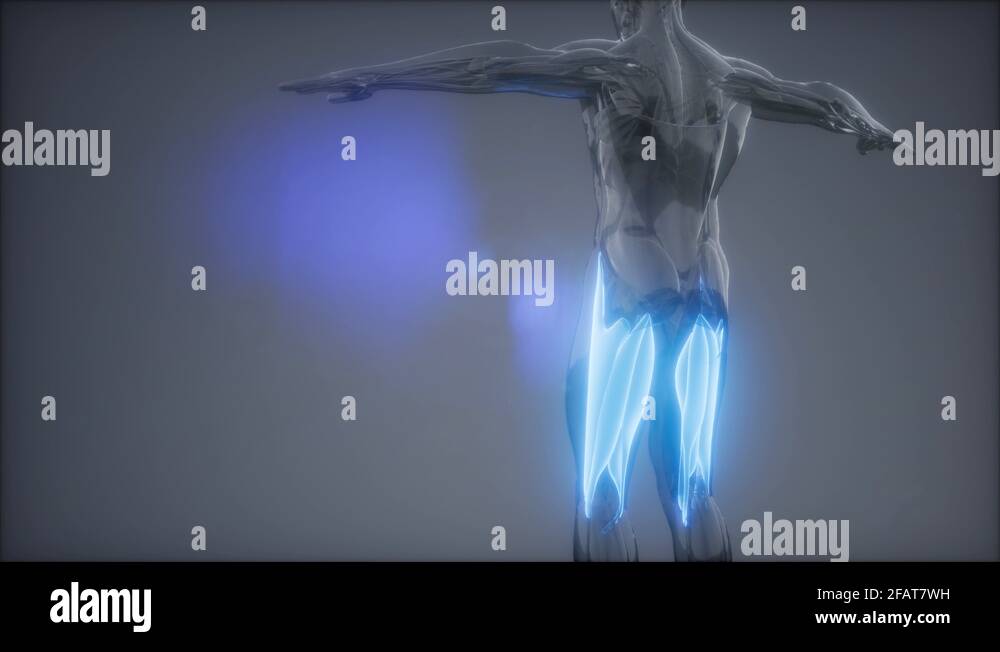 thigh muscles - Visible muscle anatomy map Stock Video Footage - Alamy