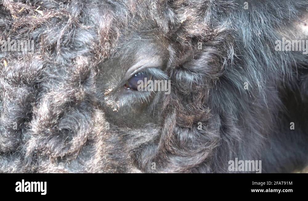 Close up Zoom out an eye of yak in the zoo yard Stock Video Footage - Alamy
