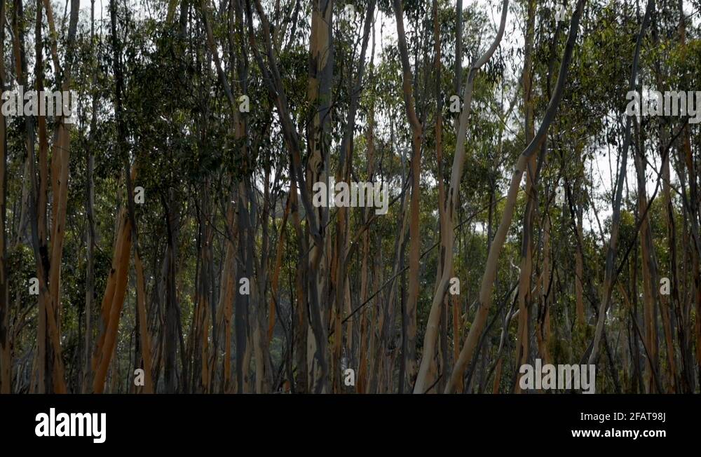Gum tree plantation Stock Videos & Footage - HD and 4K Video Clips - Alamy
