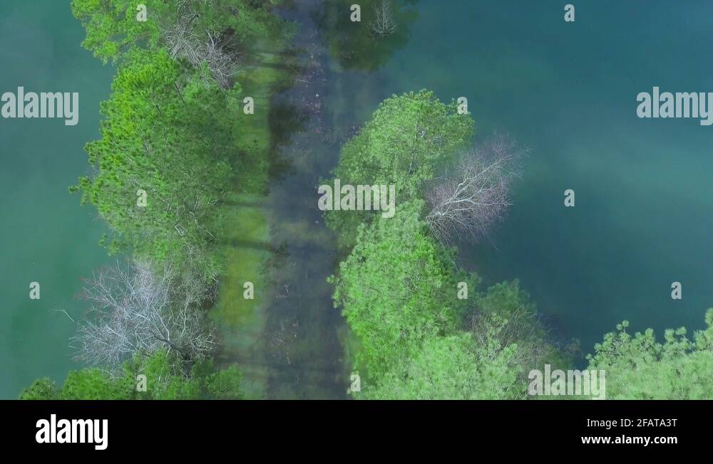 What is a swamp Stock Videos & Footage - HD and 4K Video Clips - Alamy