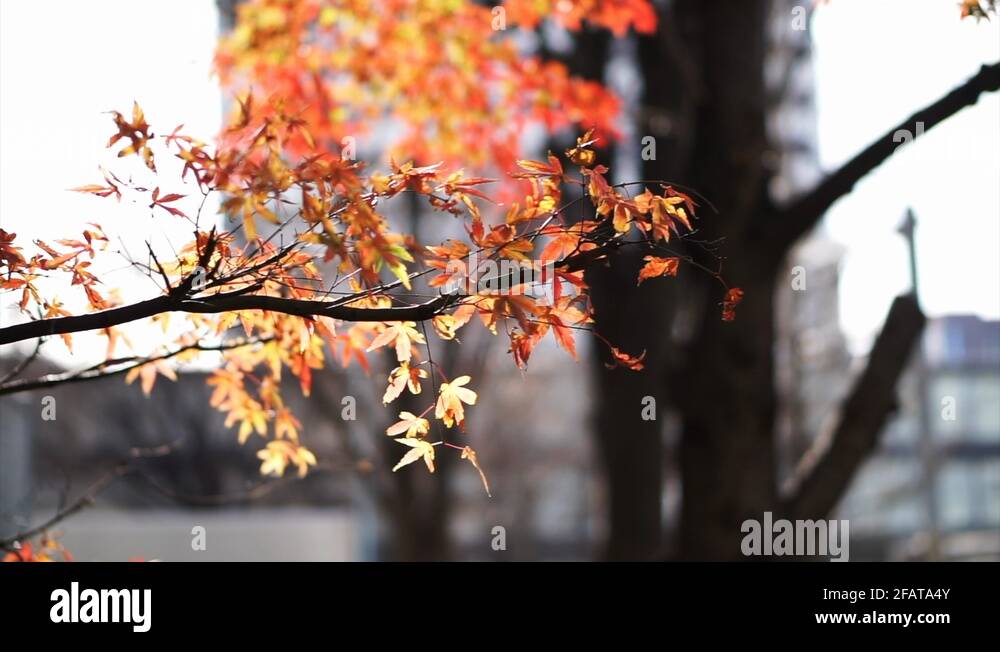 Autumn leaves changing color colour Stock Videos & Footage - HD and 4K ...