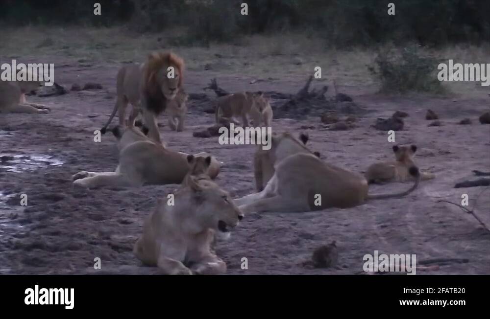 African male lion charging Stock Videos & Footage - HD and 4K Video Clips - Alamy
