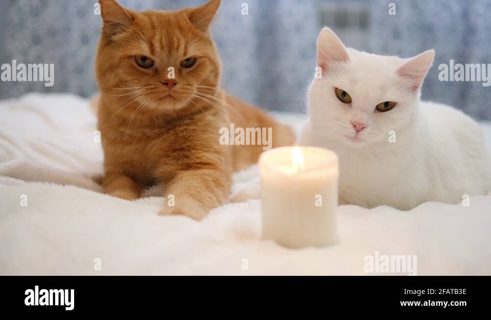 Cat and cats love Stock Videos & Footage - HD and 4K Video Clips - Alamy