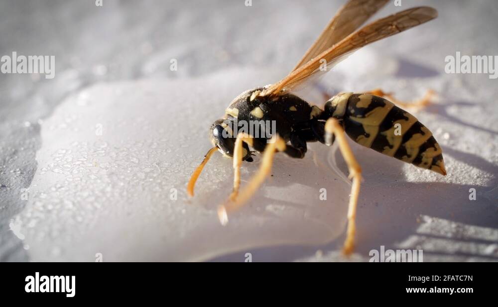 A dying wasp on a white background. Static close up shot Stock Video ...