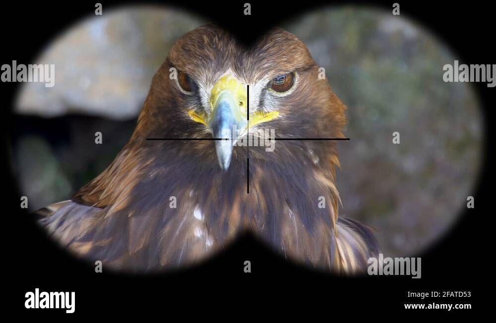 Golden Eagle (Aquila chrysaetos) Seen through Binoculars. Seen through ...