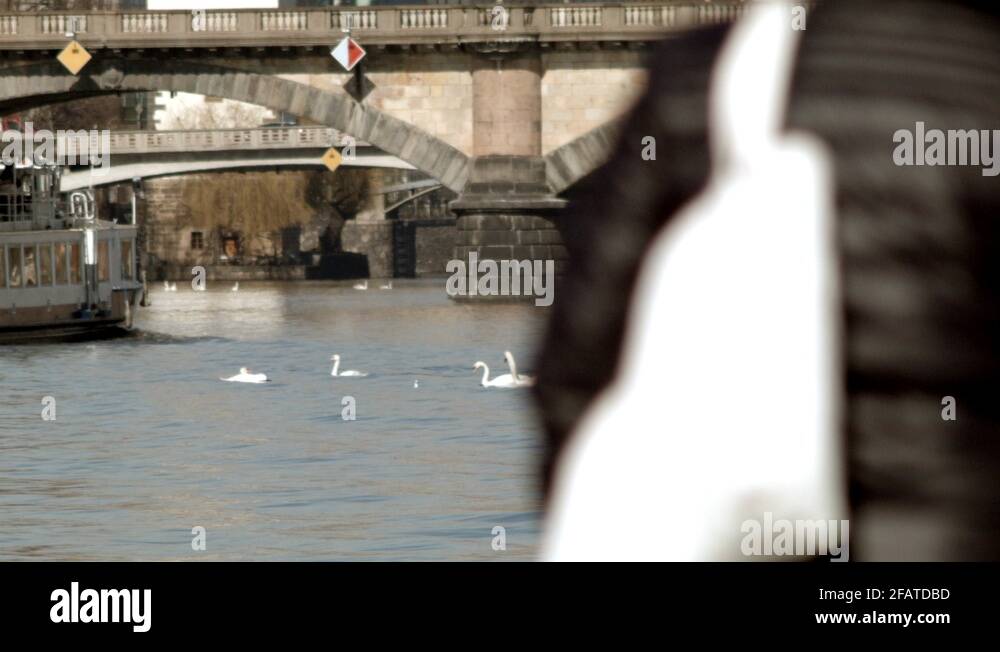 Swim crossing Stock Videos & Footage - HD and 4K Video Clips - Alamy