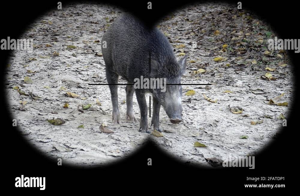 Prey wild boar Stock Videos & Footage - HD and 4K Video Clips - Alamy