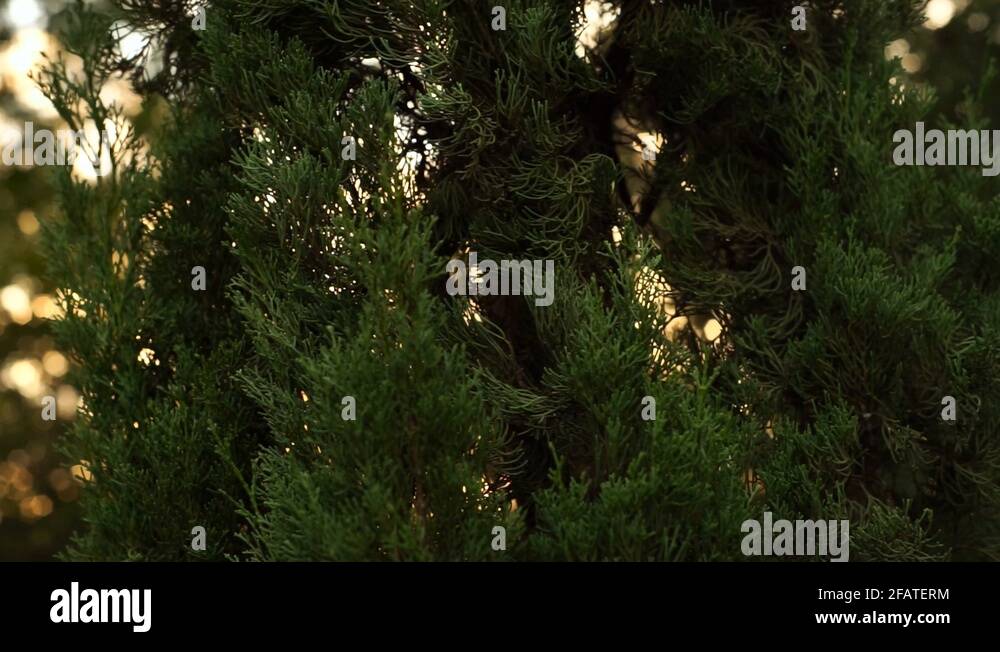 Macrocarpa tree Stock Videos & Footage - HD and 4K Video Clips - Alamy