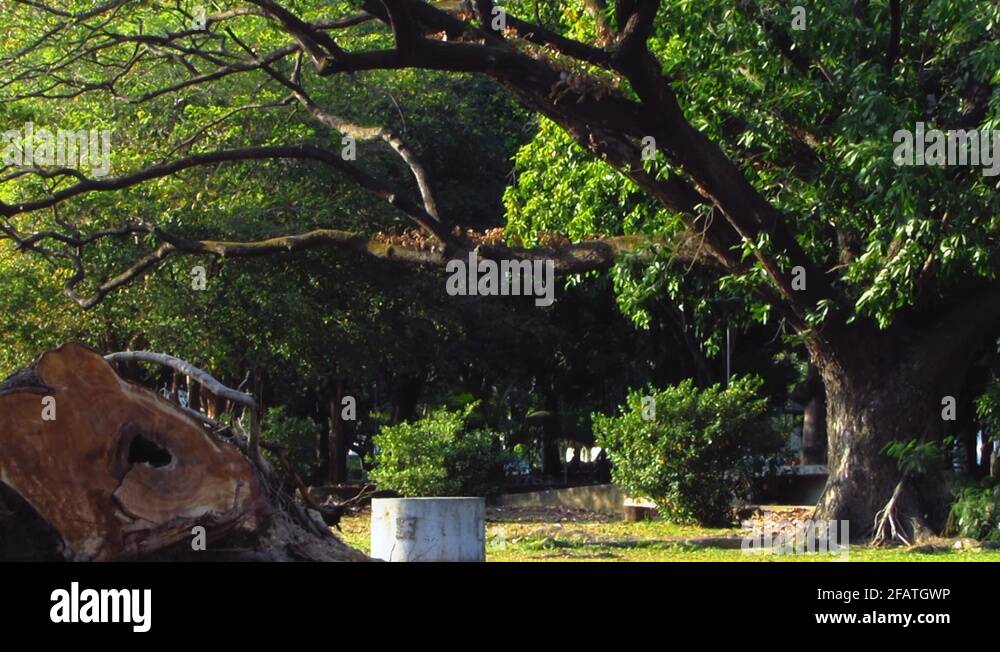 Huge old tree Stock Videos & Footage - HD and 4K Video Clips - Alamy