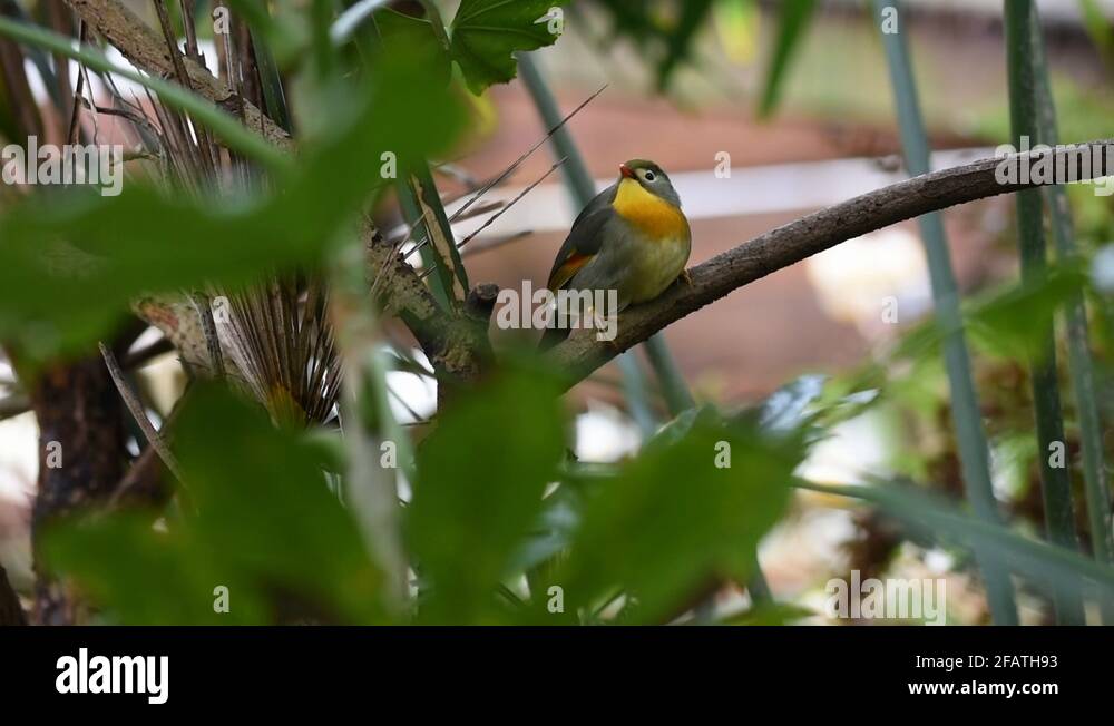 Chinese robin Stock Videos & Footage - HD and 4K Video Clips - Alamy