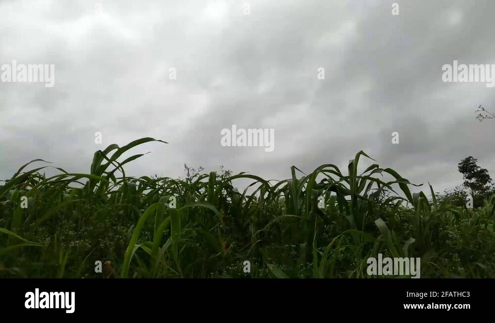 Simple conditions Stock Videos & Footage - HD and 4K Video Clips - Alamy