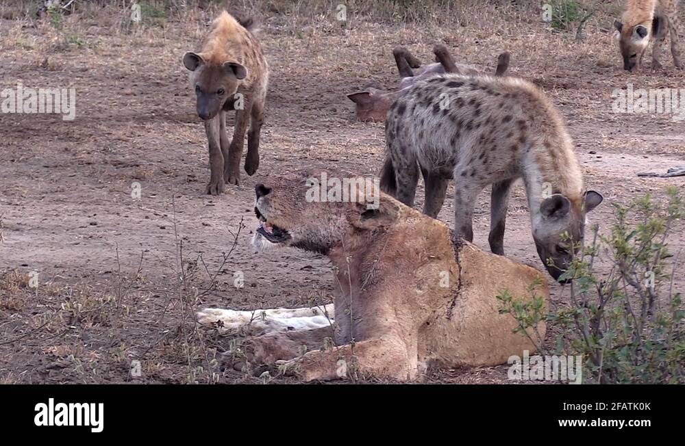 Wounded animals Stock Videos & Footage - HD and 4K Video Clips - Alamy