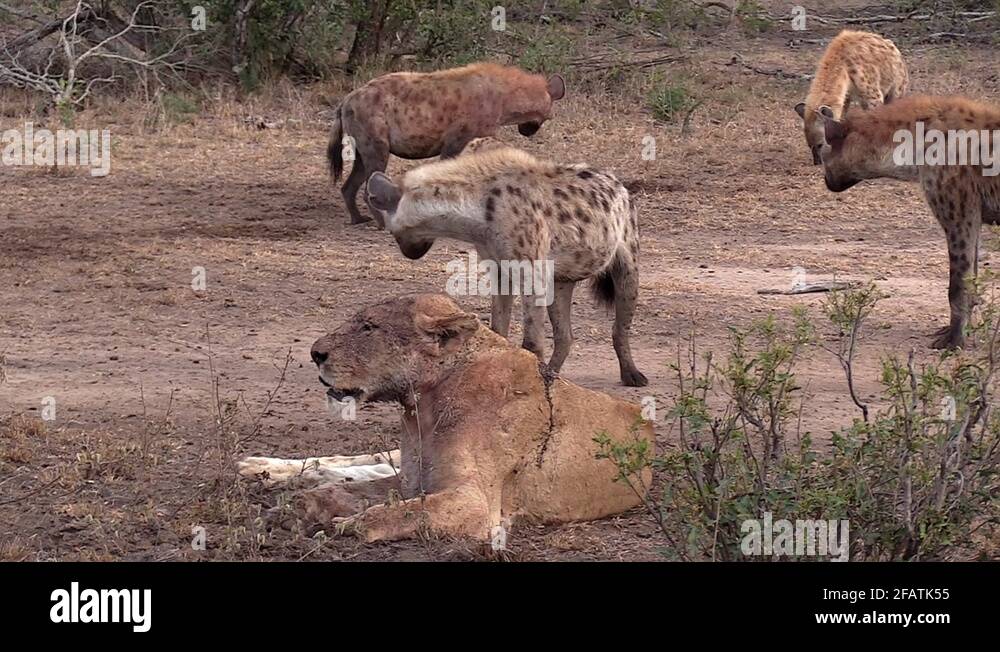 Severely Injured Lioness, Hyenas Surround Her During Final Hours Stock ...