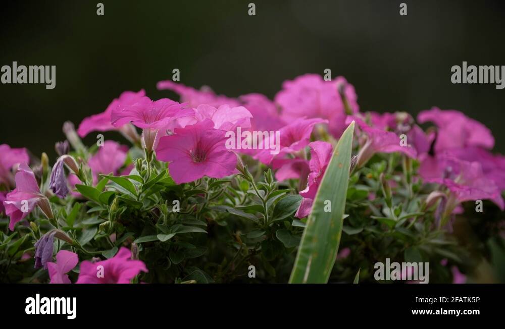 Short flowers Stock Videos & Footage - HD and 4K Video Clips - Alamy