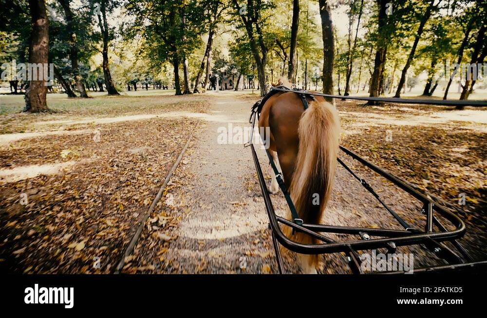 Pony drive Stock Videos & Footage - HD and 4K Video Clips - Alamy