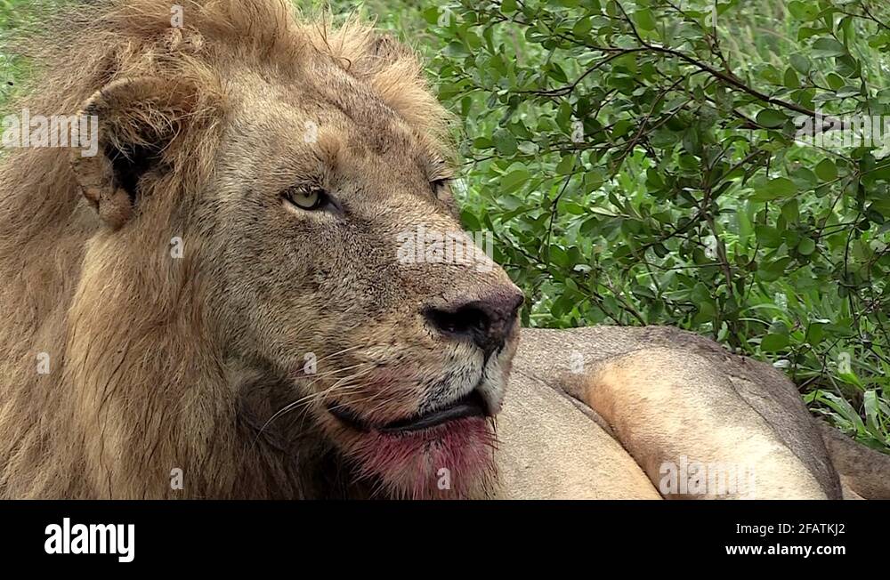 Blood lion Stock Videos & Footage - HD and 4K Video Clips - Alamy