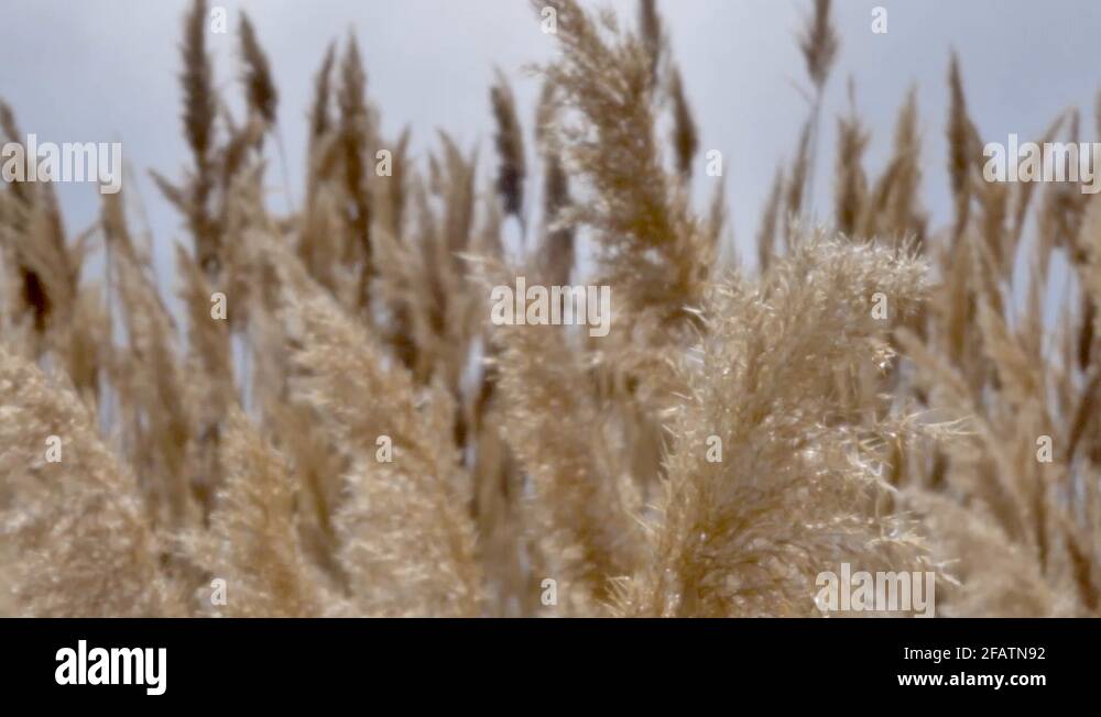 Ocean grasses Stock Videos & Footage - HD and 4K Video Clips - Alamy