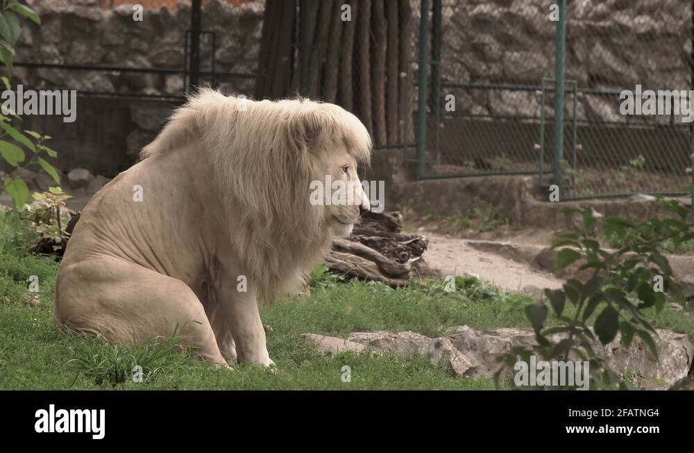 South africa serbia Stock Videos & Footage - HD and 4K Video Clips - Alamy