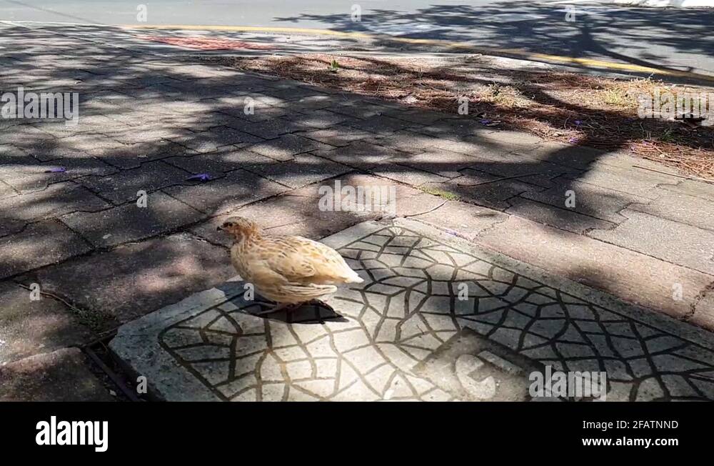 Red hen crossing road Stock Videos & Footage - HD and 4K Video Clips ...