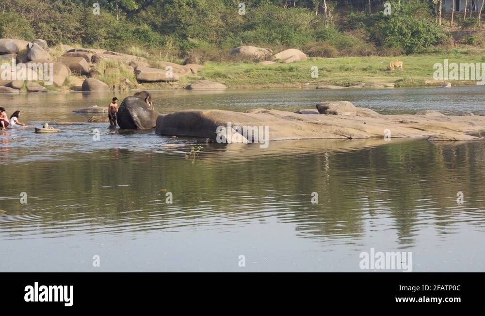 People Giving Elephant A Bath In The River In Hampi India Karnakata