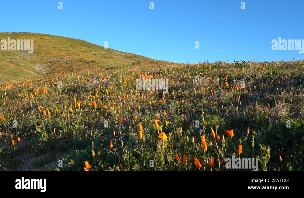 Day bloom Stock Videos & Footage - HD and 4K Video Clips - Alamy