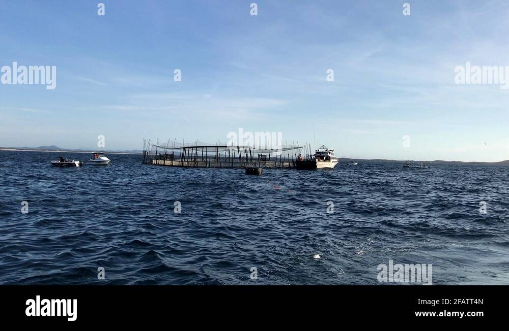 Aquaculture pens Stock Videos & Footage - HD and 4K Video Clips - Alamy