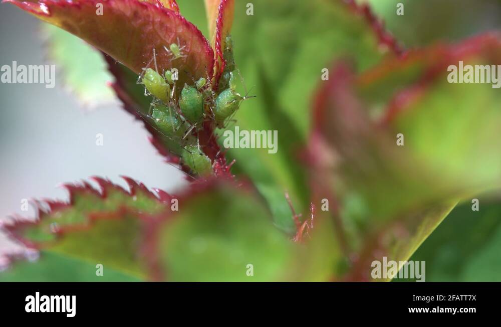 Small sap sucking insects Stock Videos & Footage - HD and 4K Video ...