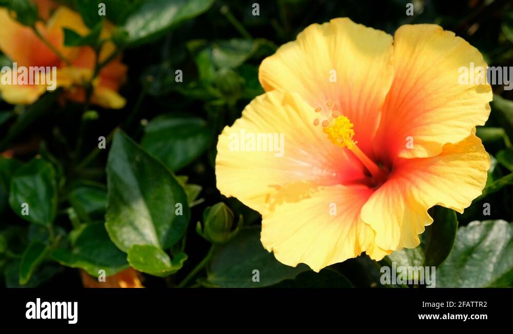 Hawaiian hibiscus Stock Videos & Footage - HD and 4K Video Clips - Alamy