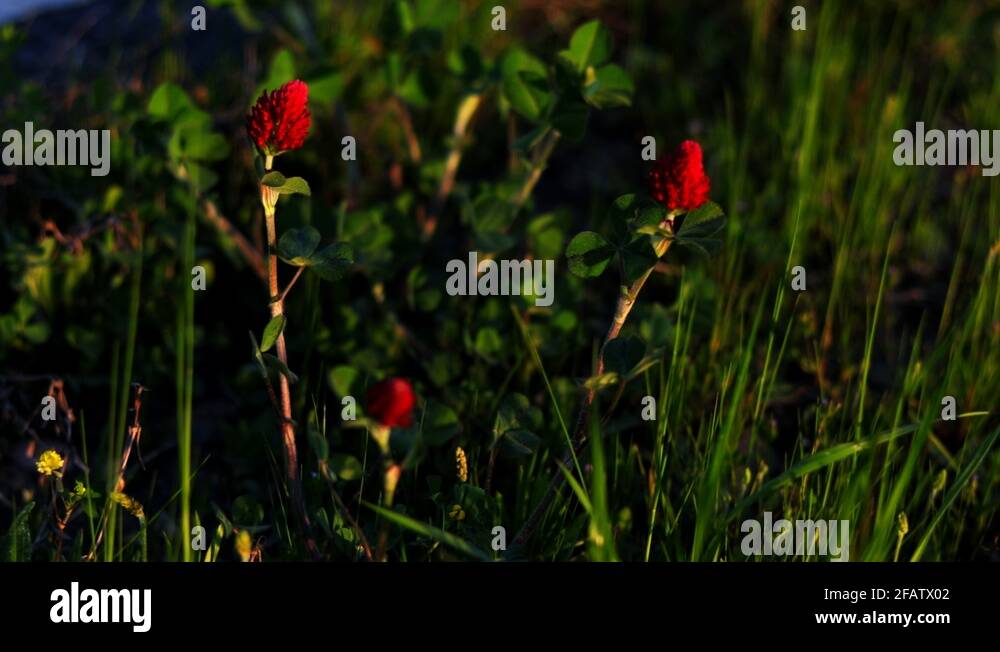 Red weed Stock Videos & Footage - HD and 4K Video Clips - Alamy