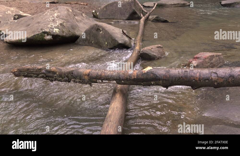 Fallen tree branches Stock Videos & Footage - HD and 4K Video Clips - Alamy