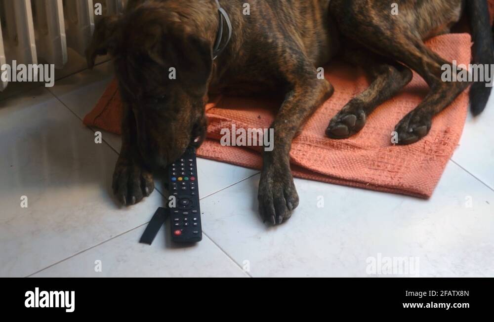 Persistent chewing Stock Videos & Footage - HD and 4K Video Clips - Alamy