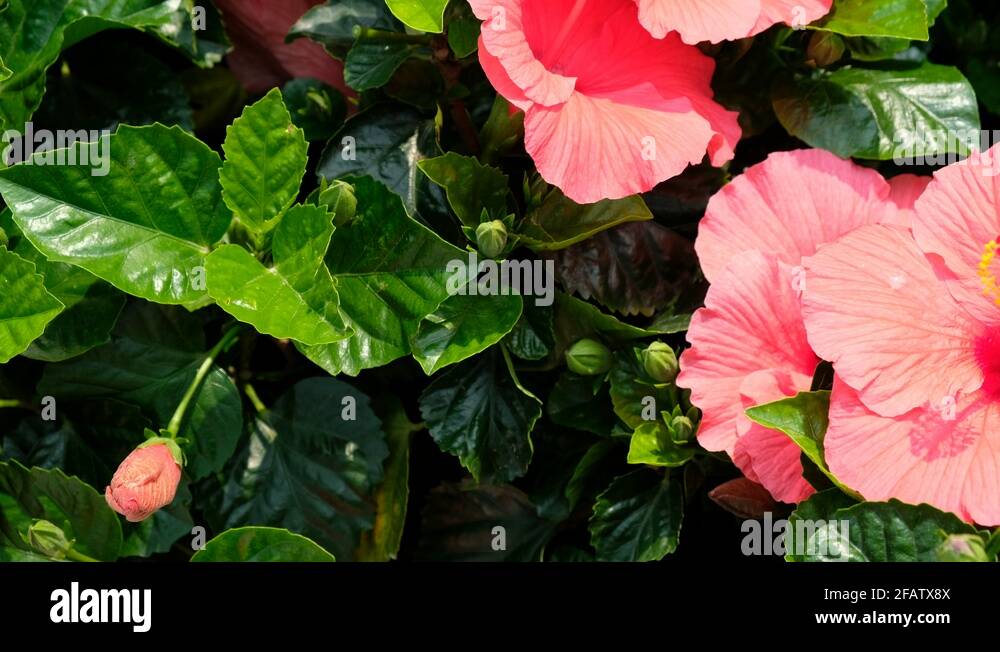 Native red hibiscus Stock Videos & Footage - HD and 4K Video Clips - Alamy