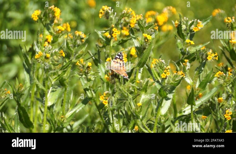 Monarch butterfly california Stock Videos & Footage - HD and 4K Video ...