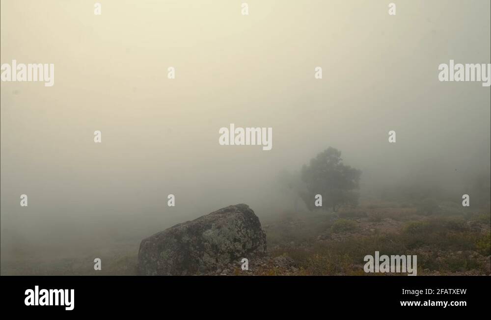Mist trees Stock Videos & Footage - HD and 4K Video Clips - Alamy