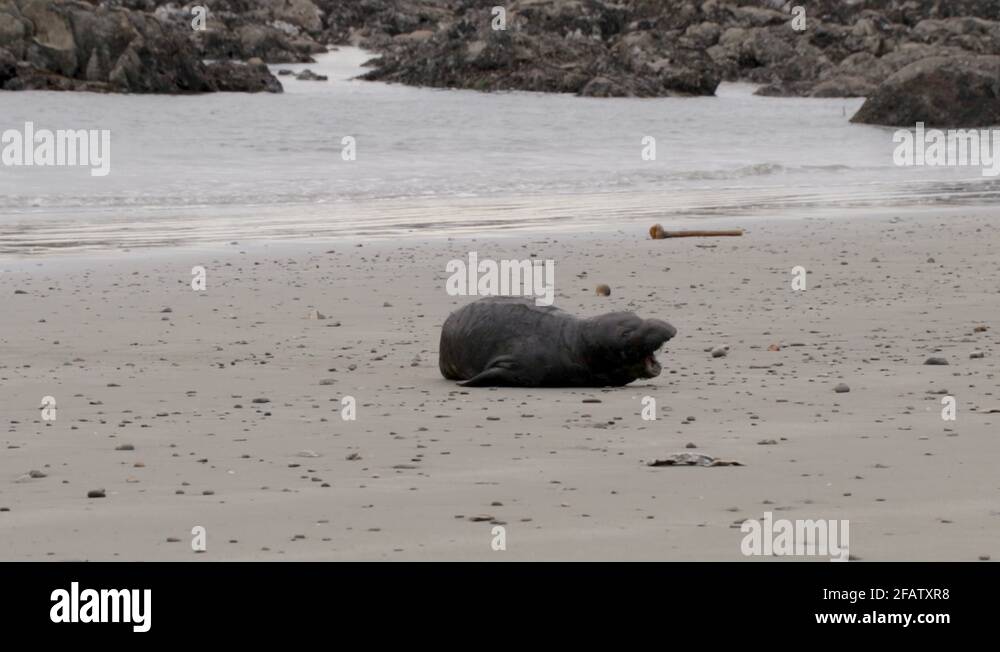 Seal on a beach Stock Videos & Footage - HD and 4K Video Clips - Alamy